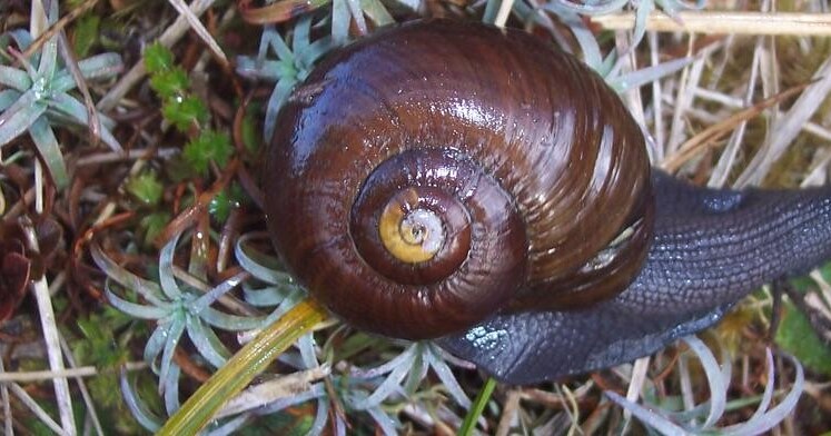 Terrestrial Invertebrates • Wildlands